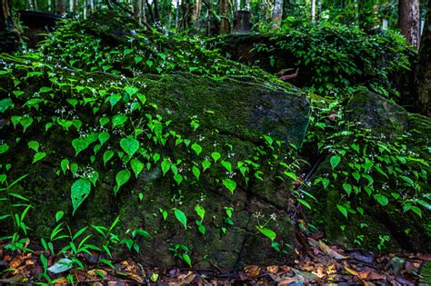 Daun Hijau Basah Dan Lumut Tumbuh Di Atas Batu Di Air Terjun Pang Sida