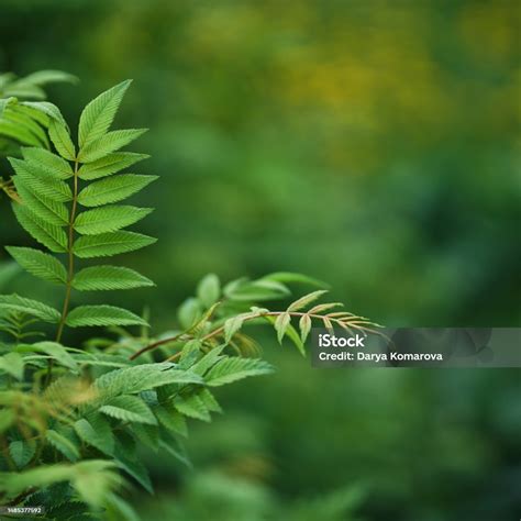 Sorbaria Sorbifolia 관목의 나뭇잎 녹색 배경 복사 공간이 있는 자연의 식물 고화질 사진 0명에 대한 스톡 사진