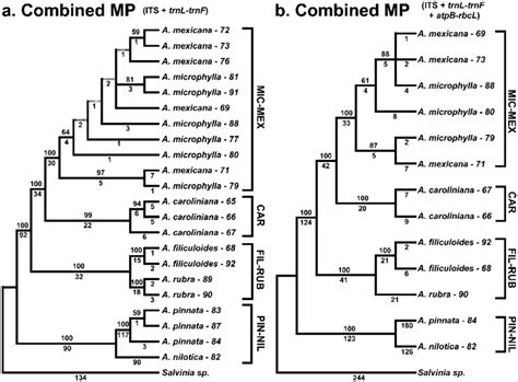 Phylogenetic Trees Based On Maximum Parsimony Mp Analyses Of Combined Download Scientific