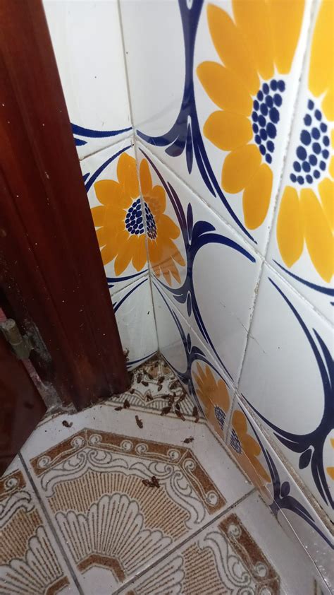 Tratamiento De Plaga Importante De Cucarachas Germánicas En Una Casa