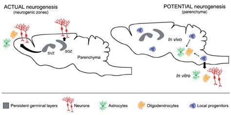 Schematic Representation Of Adult Neurogenesis In Mammals Based On