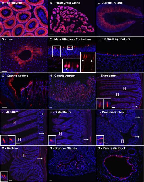 Histological Examination Of The Transgenic Gpr64 Mcherry Reporter Mice