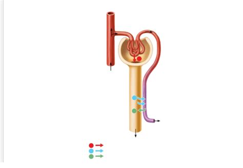 Lesson 9 Lab Urinary System 6 Diagram Quizlet