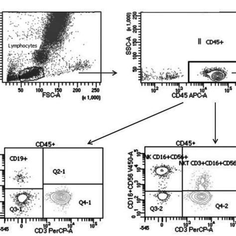 Flow Cytometry Strategy For Analysis Of Lymphocyte Subpopulations In Download Scientific