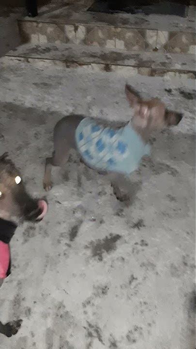 Щенок ксоло стандарт Youtube