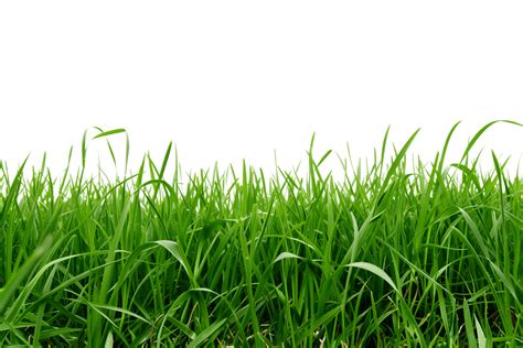Green Grass Background Pngs For Free Download