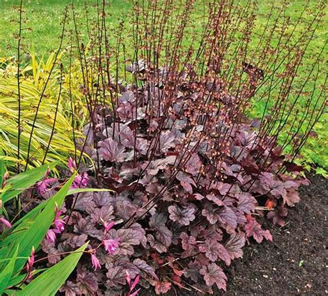 Гейхера посадка и уход в открытом грунте виды и сорта
