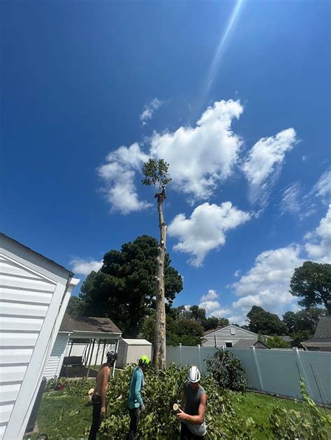 Tree Service Company Virginia Beach Va Kono Tree Care