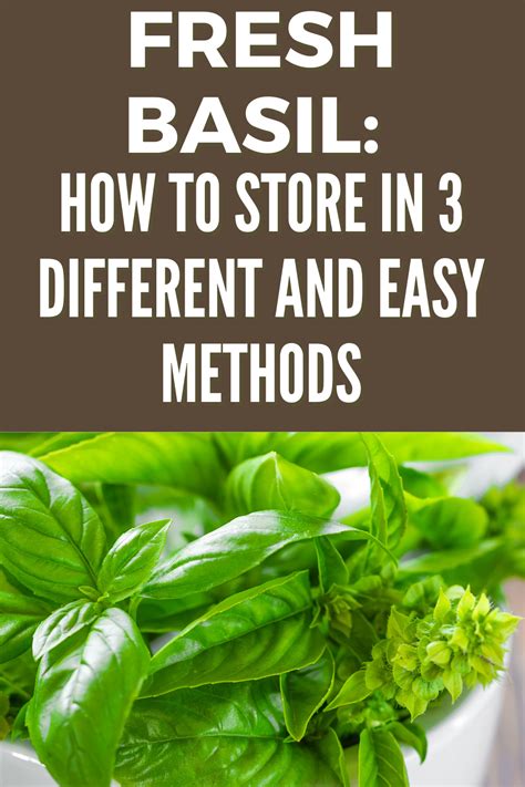 How To Store Fresh Basil In 3 Different Easy Methods Fas Kitchen