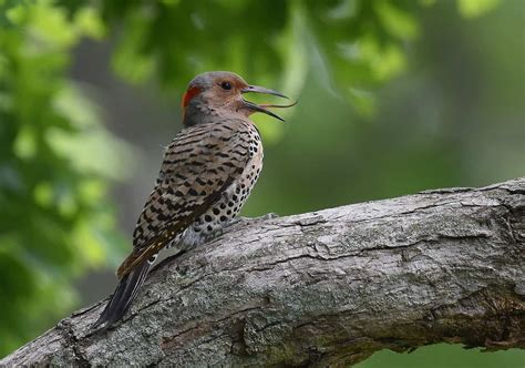 Gilded Flicker Guide Colaptes Chrysoides Birding Insider