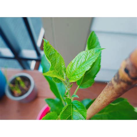 夏天种的树多久发芽 夏天嫁接多久发芽 夏季桃树嫁接多久发芽 大山谷图库