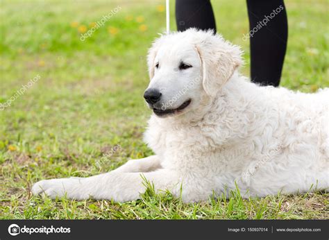 Kuvasz Puppies