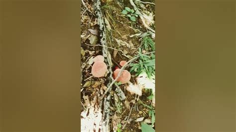 붉은그물버섯 Youtube