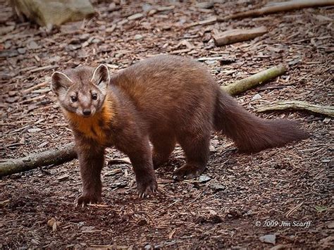 American Marten Coniferous Forest