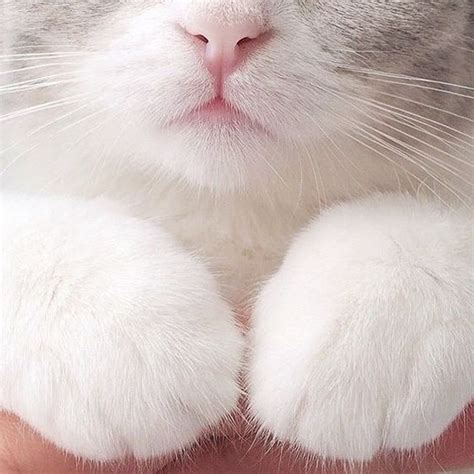 마마캣 Mamacat 의외로 많은 사람들이 입덕하는 냥덕포인트 고앵이 발페티쉬 있는 애들 Facebook