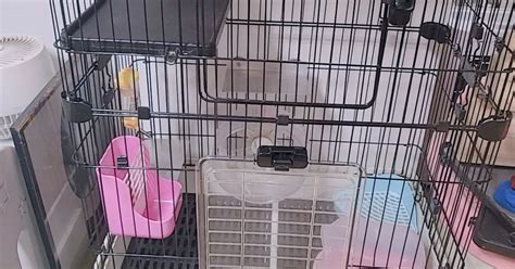 친칠라쥐 집청소 김설혜 숨고 숨은고수