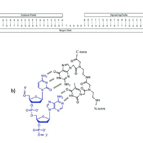Scheme 2 A Sequences Of Cp Pna Sp Pna And Target Dna 1 B Pnadna Scheme 2 A Sequences Of Cp Pna Sp Pna And Target Dna 1 B Pnadna