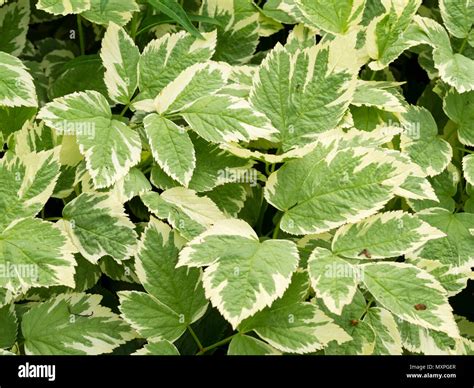 Variegated Ground Cover