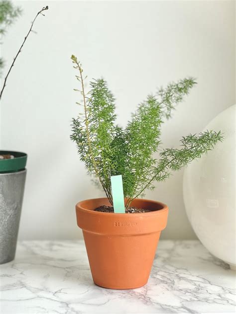 아스파라거스 키우기 초보 식집사 대열 합류 네이버 블로그