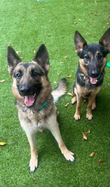 Sheeba Magsr 2025 Magsr Org