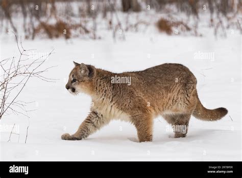 Female Cougar Puma Concolor Walks Left Tail Out Winter Captive