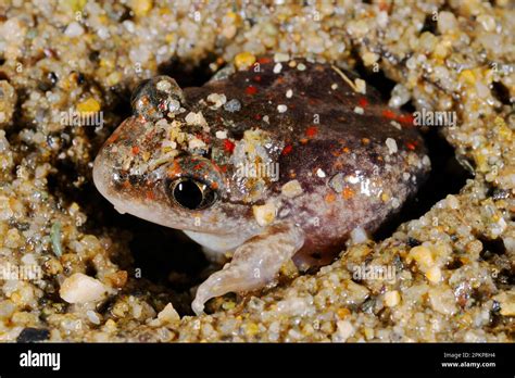 Pelobatus Fuscus Spadefoot Toad Spadefoot Toads Amphibians Other