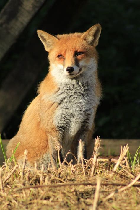Red Fox Vixen Stock Image Image Of Female Wildlife 114988127