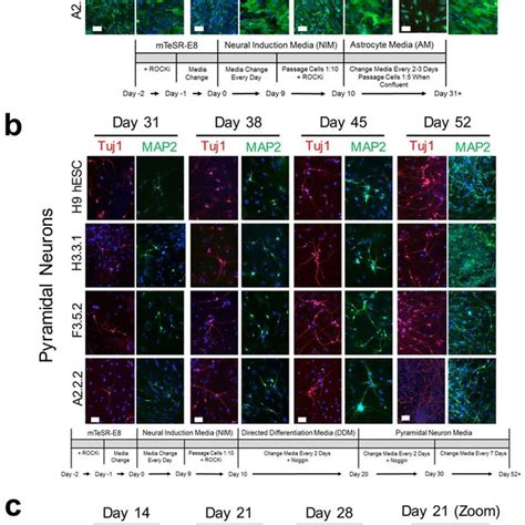 Multi Lineage Differentiation Of Ed Ipsc Lines To Astrocytes Pyramidal