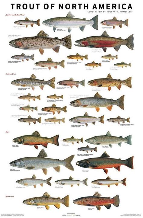 Know Your Trout Artofit