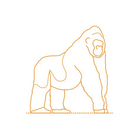 Eastern Lowland Gorilla Gorilla Beringei Graueri Dimensions