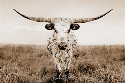 Longhorn Wall Art Texas Longhorn Artwork Cow Pictures Longhorn Cow