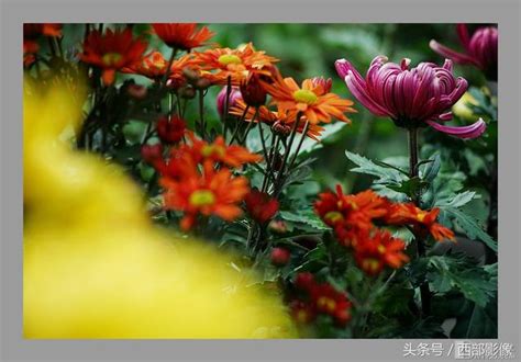 金秋十月賞菊時天水萬盆飄暗香天水市菊花展盛大開啟 每日頭條