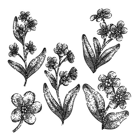 Forget Me Not Set Sketch Hand Drawn 46344409 Vector Art At Vecteezy