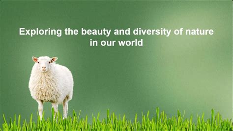 Pastoral Sheep Theme Powerpoint Template Autoppt