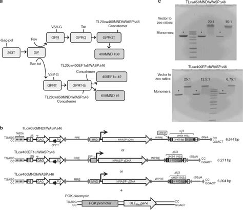 Generation Of A Lentiviral Vector Producer Cell Clone For Human Wiskott