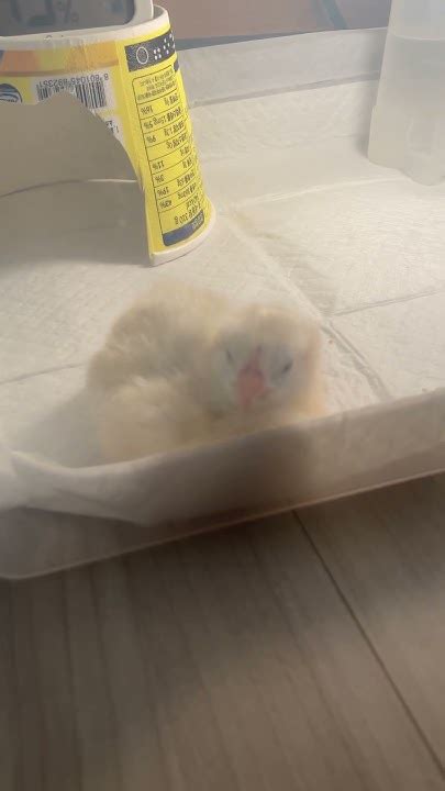 졸린 병아리삐약이 Youtube