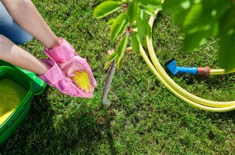 Tree And Shrub Fertilization Tips Reliable Tree Care