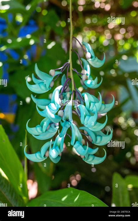 Strongylodon Macrobotrys Commonly Known As The Jade Vine Emerald Vine