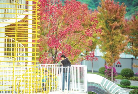 深秋时节，万州街头、公园悄然披上“金装”，红橙绿黄层林尽染，将城市装点成色彩斑斓的世界。 社会民生 精品万州