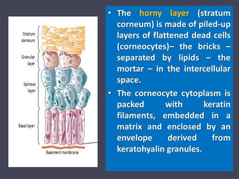 Structure And Function Of The Skin Ppt Download