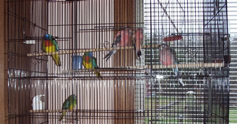 The Splendid Bourke Bird Blog WINGS AND FEATHERS TO IDENTIFY SEX