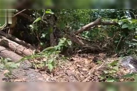 野外遇见一只被弃小奶猫自己在大树边哭泣的等待归来太可怜了 大树