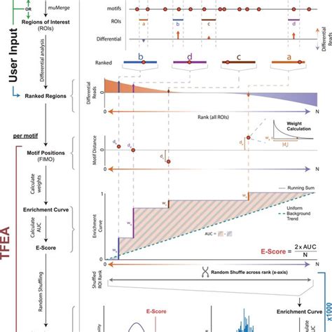 TFEA Calculates Motif Enrichment Using Differential And Positional Download Scientific Diagram