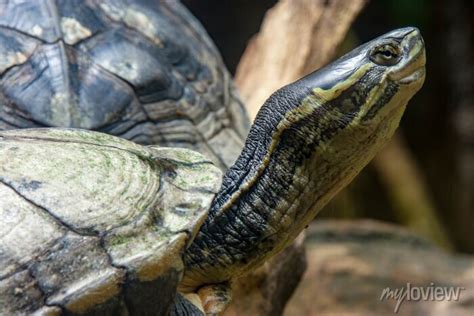 Vietnamese Pond Turtle Mauremys Annamensis The Head Is Dark Posters