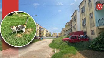 Investigan Envenenamiento De Gatos En Tampico Grupo Milenio