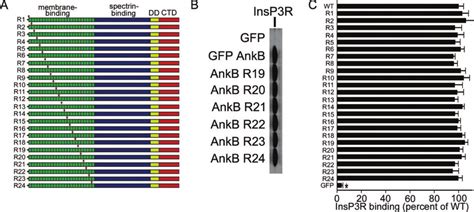 Mutation Of Hairpin Loop Tips Of Single Ank Repeats On Ankyrin B