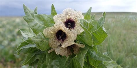 Herbalism For Your Day Henbane Green Egg Magazine