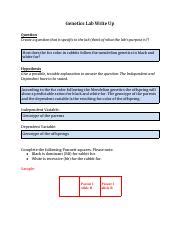 Copia De Genetics Lab Write Up 2023 Pdf Genetics Lab Write Up Question Create A Question That