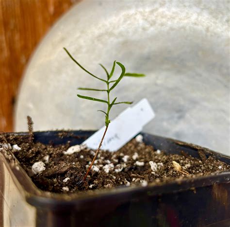 Fruto Da Murta Eugenia Gracillima