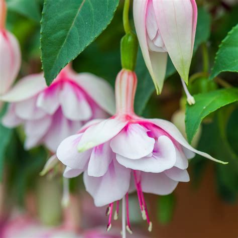 Shop Fuchsia Patio Dancer Collection J Parkers